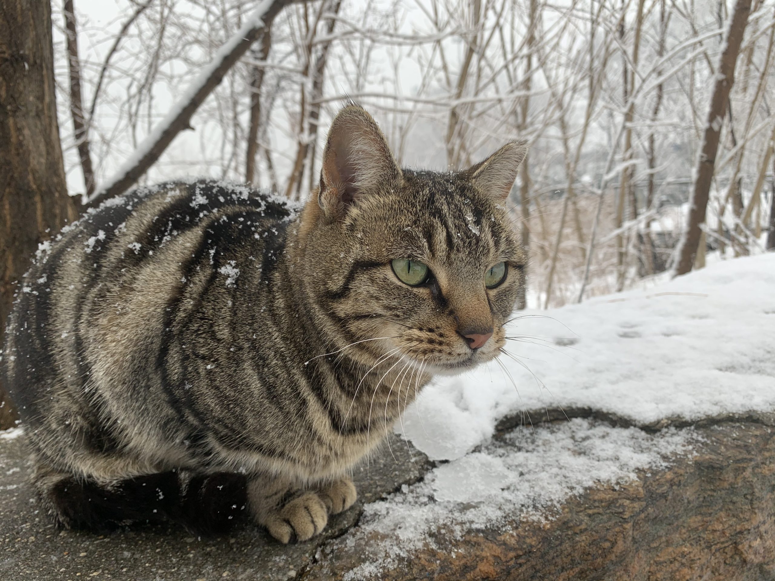 Inwood's Cat Queen - NY City Lens